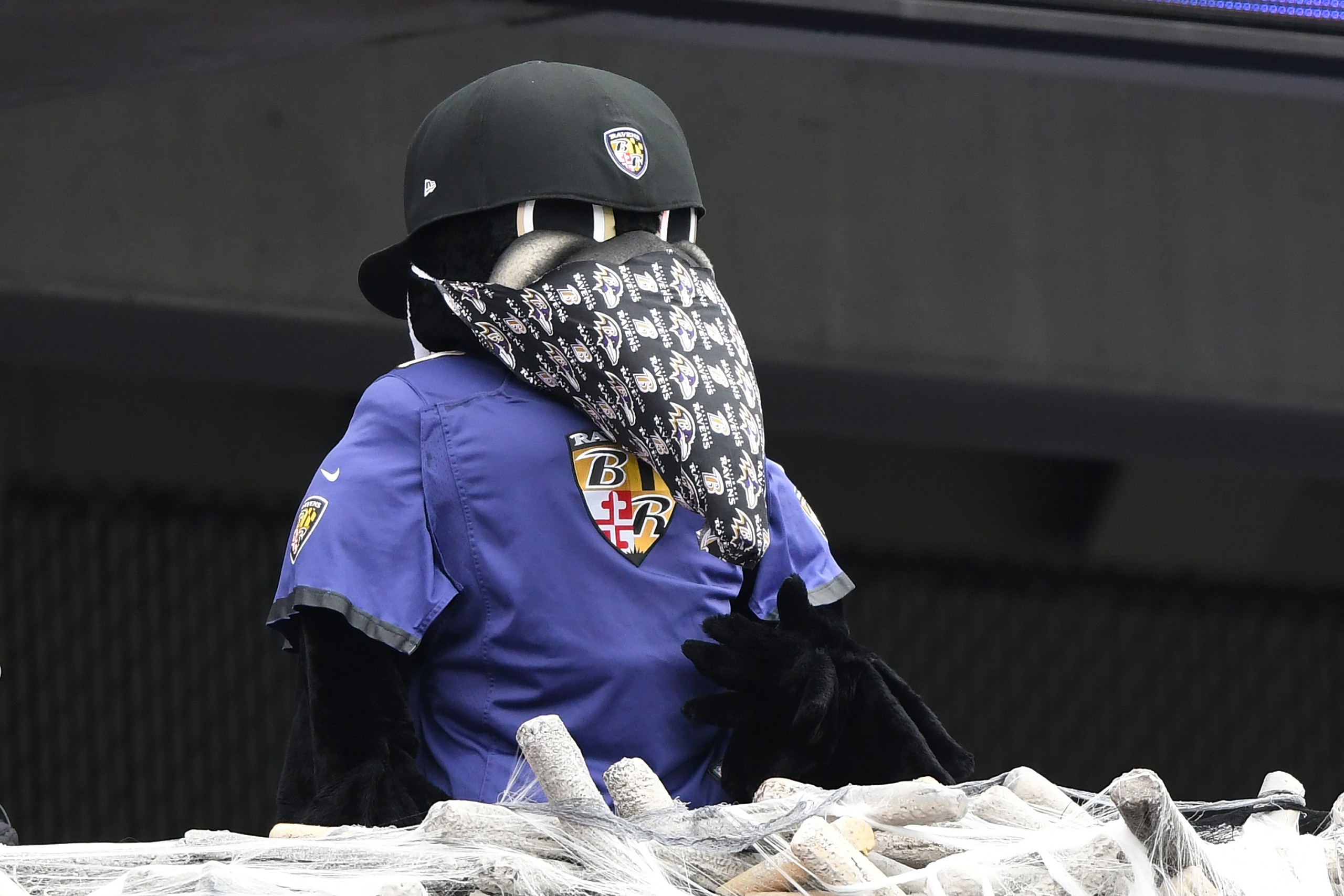 Baltimore Ravens mascot, Poe, seems to suffer torn ACL at halftime of ...